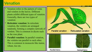 a detail overview of anatomy of leaf.pptx