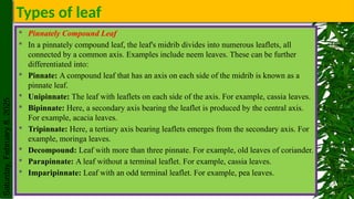 types,function ,parts of angiospermic leaves .pptx