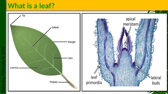 types,function ,parts of angiospermic leaves .pptx
