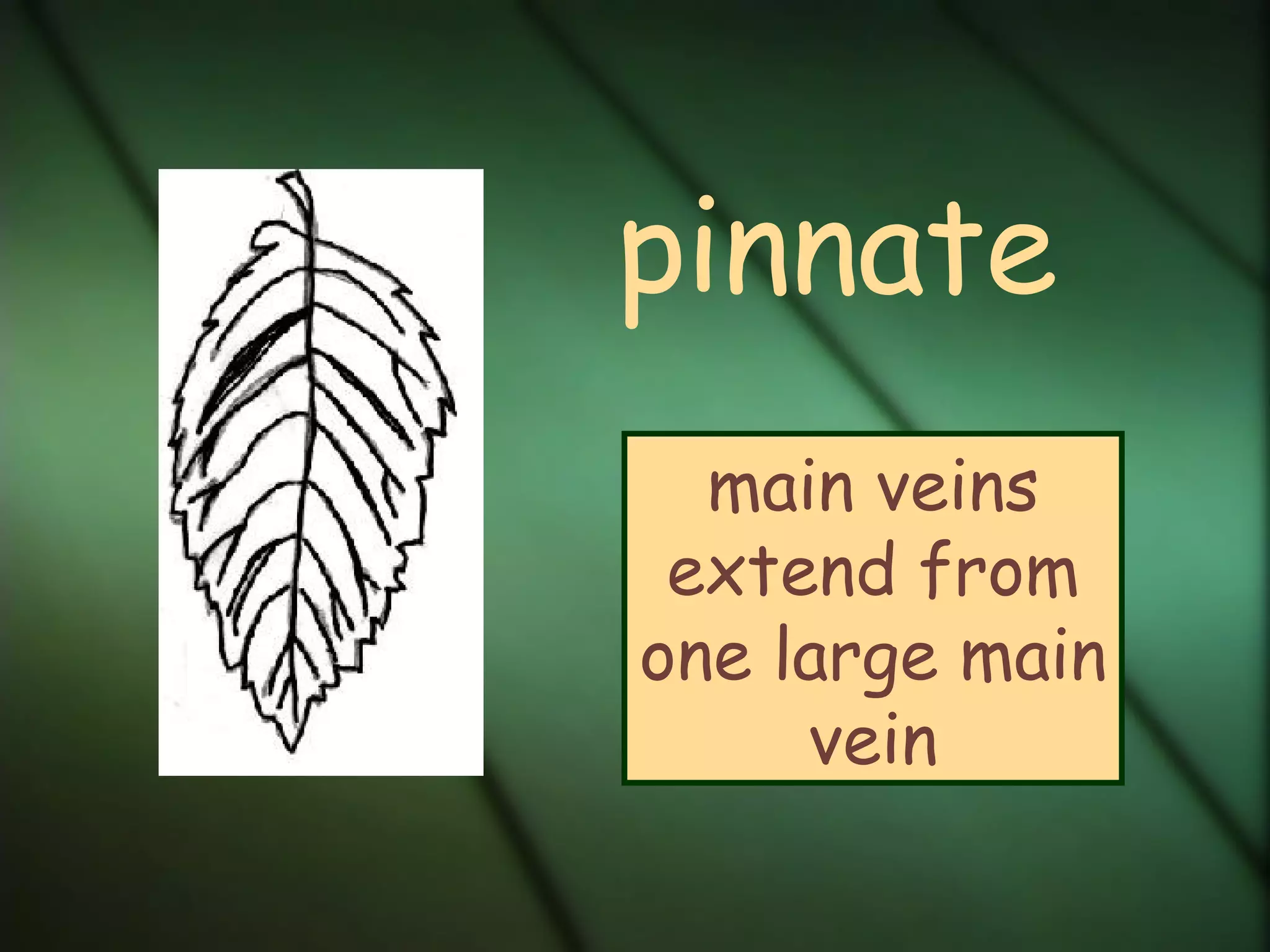 2019 Leaf Veins And Bases | PPT