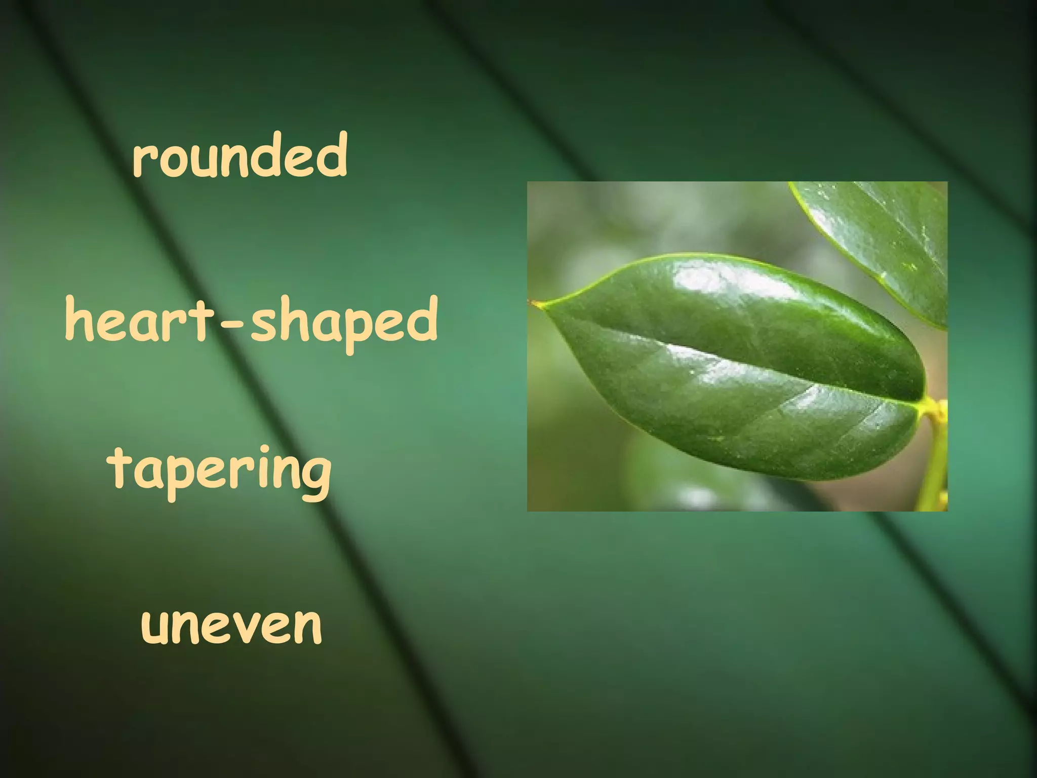 2019 Leaf Veins And Bases | PPT