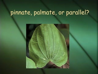 2019 Leaf Veins And Bases | PPT