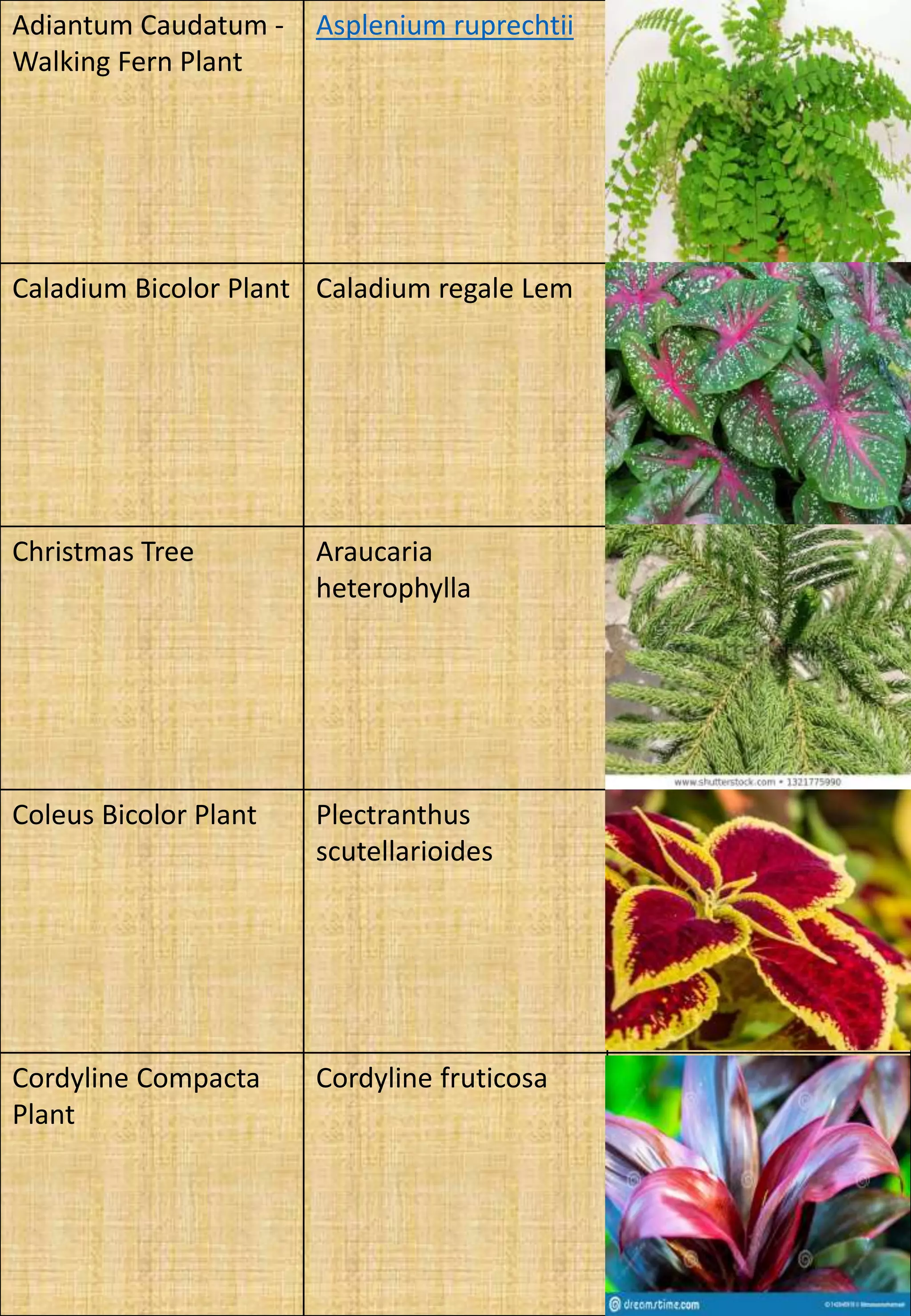 Leafy tree detail with scintific name in India | PDF