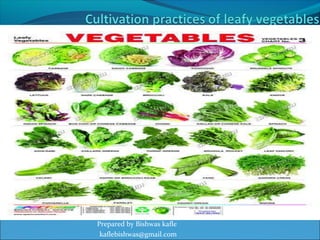 Leafy Vegetables Chart
