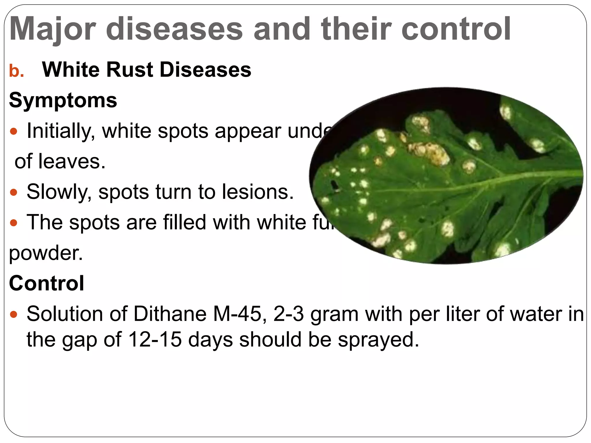 Leafy vegetables- broad leaf mustard | PPTX
