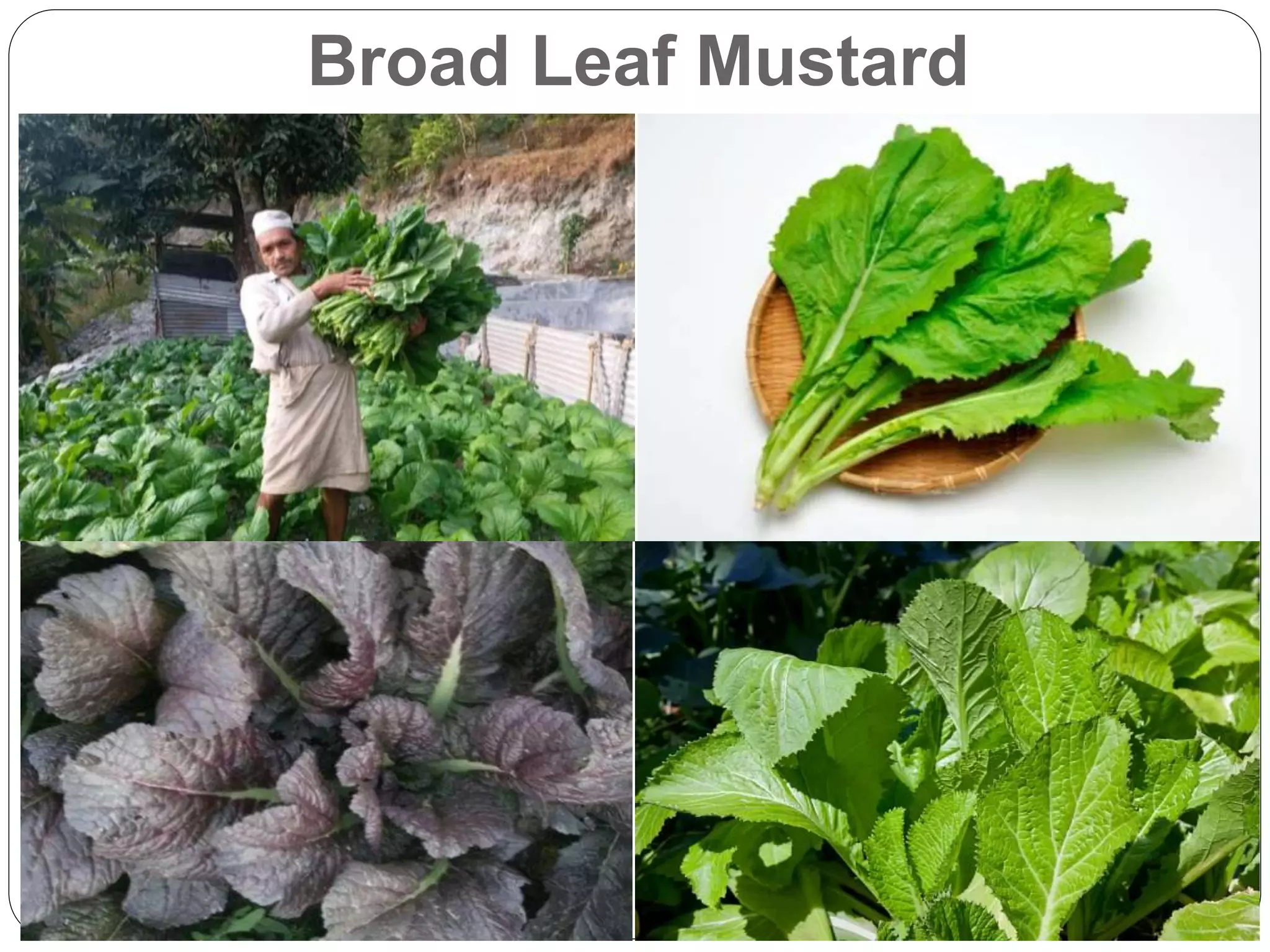 Leafy vegetables- broad leaf mustard | PPTX
