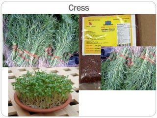 Leafy vegetables Cress | PDF
