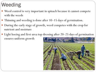 Leafy vegetables- Spinach | PDF