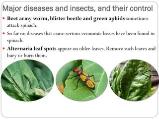 Leafy vegetables- Spinach | PDF