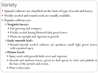 Leafy vegetables- Spinach | PDF