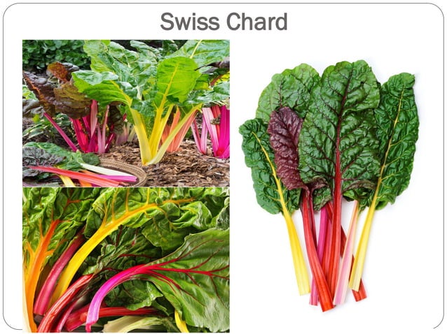 Leafy vegetables Swiss Chard | PDF