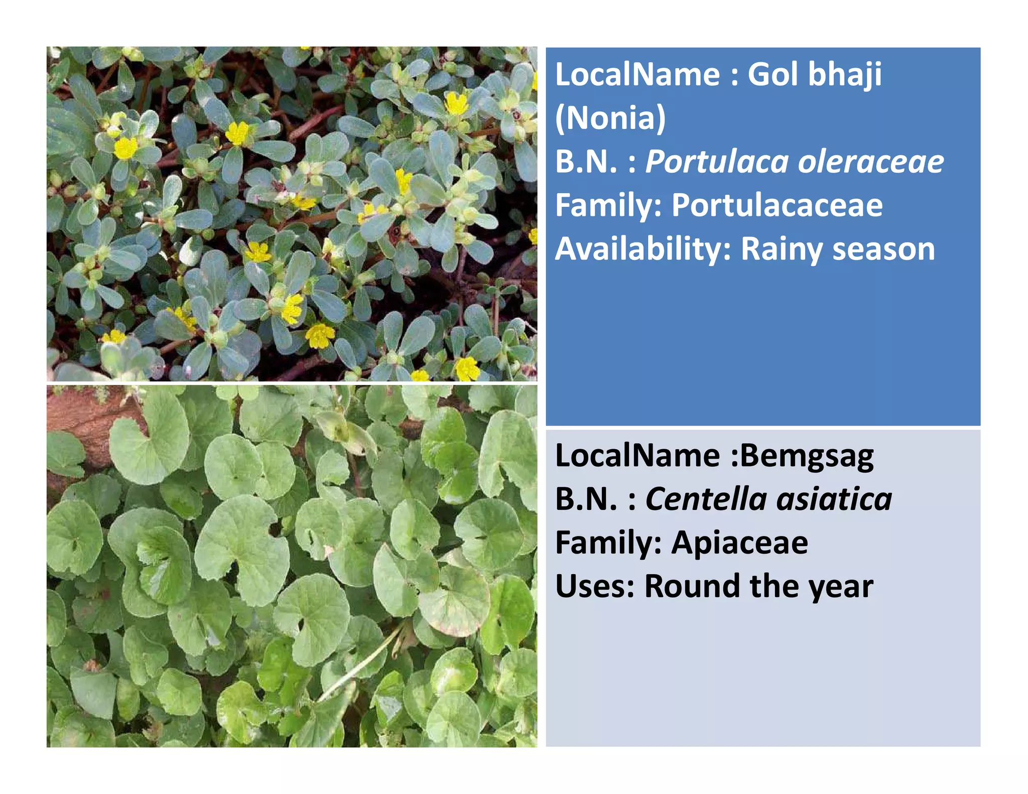 Leafy vegetables of chhattisgarh | PDF