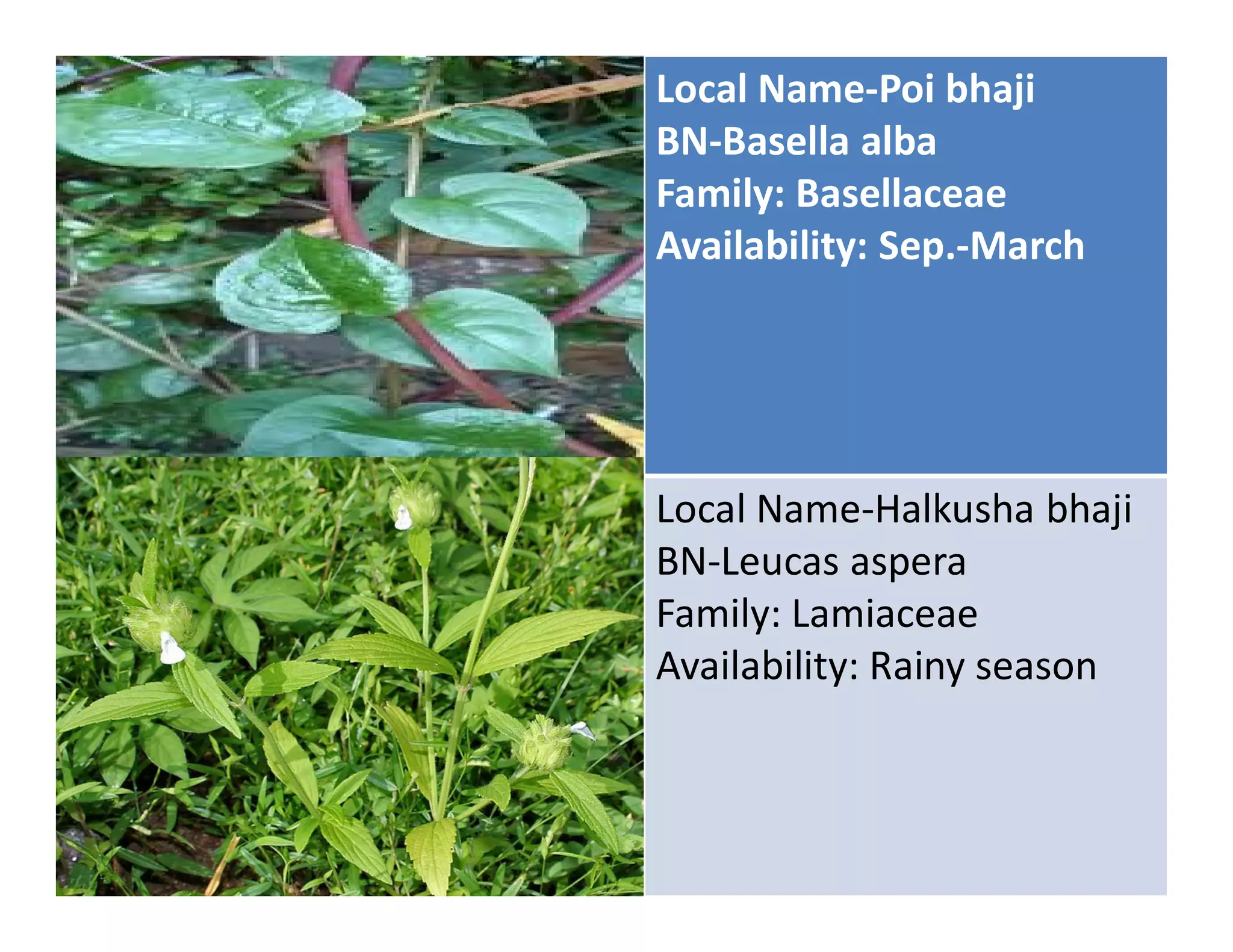 Leafy vegetables of chhattisgarh | PDF