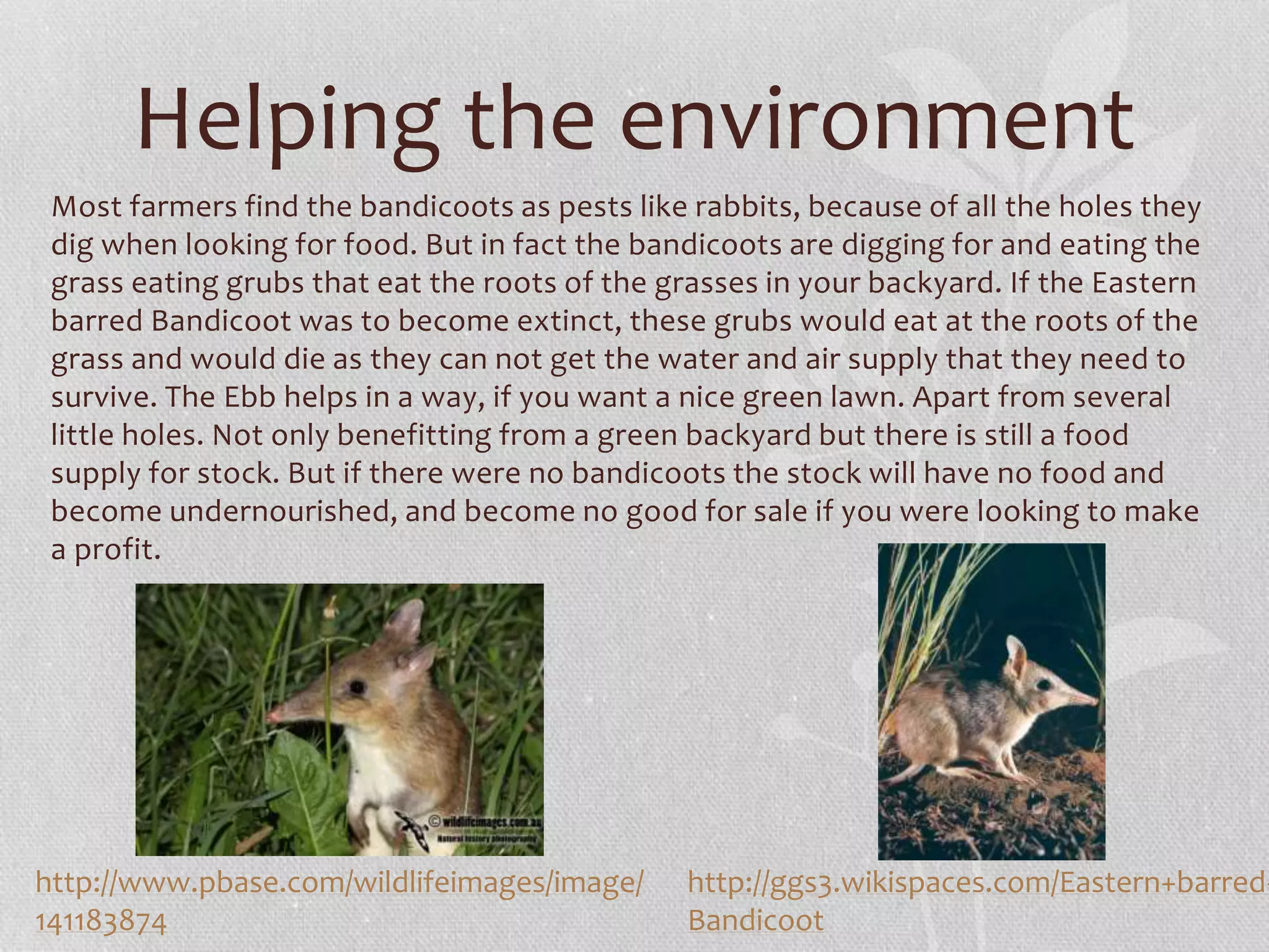 Eastern Barred Bandicoot - student presentation | PPTX | Zoos ...