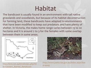 Eastern Barred Bandicoot - student presentation | PPTX