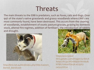 Eastern Barred Bandicoot - student presentation | PPTX