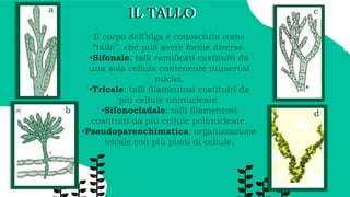 LE ALGHE.pptx .......................... | PPTX | Fish and Aquariums | Pets