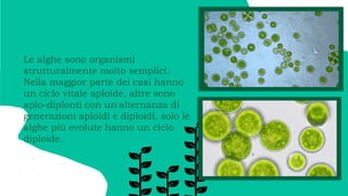 LE ALGHE.pptx .......................... | PPTX | Fish and Aquariums | Pets