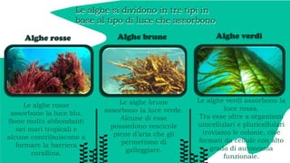 LE ALGHE.pptx .......................... | PPTX | Fish and Aquariums | Pets
