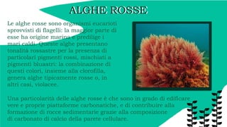 LE ALGHE.pptx .......................... | PPTX | Fish and Aquariums | Pets