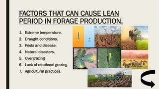 Lean period in Forage production (Agriculture). | PPTX