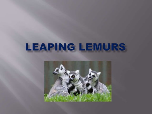 Leaping lemurs | PPT