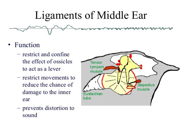 Auditory ossicles function - grossagile