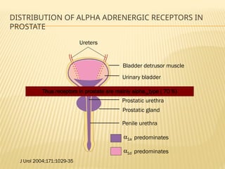 Learn About Prostate and its anatomy .pptx