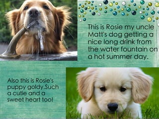 Learn all about dogs by Maddie | PDF
