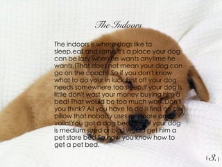 Learn all about dogs by Maddie | PDF