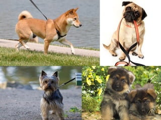 Learn all about dogs by Maddie | PDF