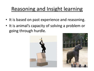 Learned behavior in animals | PPTX