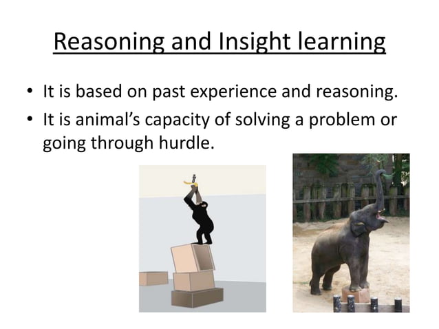 Learned behavior in animals | PPTX | Dogs | Pets