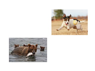 Learned behavior in animals | PPTX