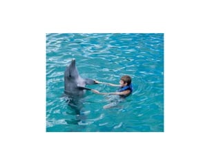 Learned behavior in animals | PPTX