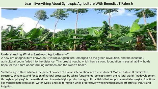 Learn Everything About Syntropic Agriculture With Benedict T Palen Jr | PPT