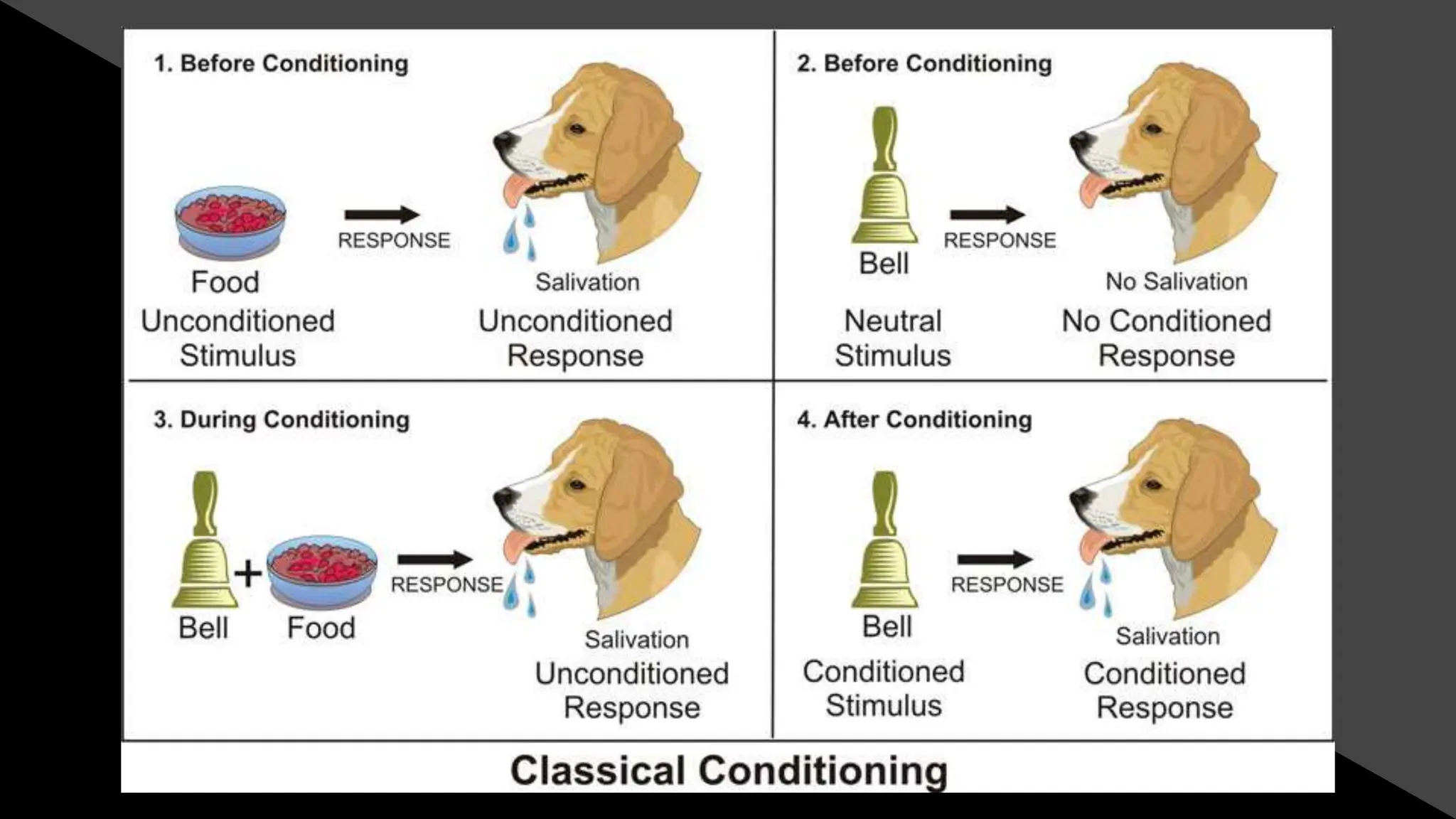 Learning in Psychology explained .pptx | Education
