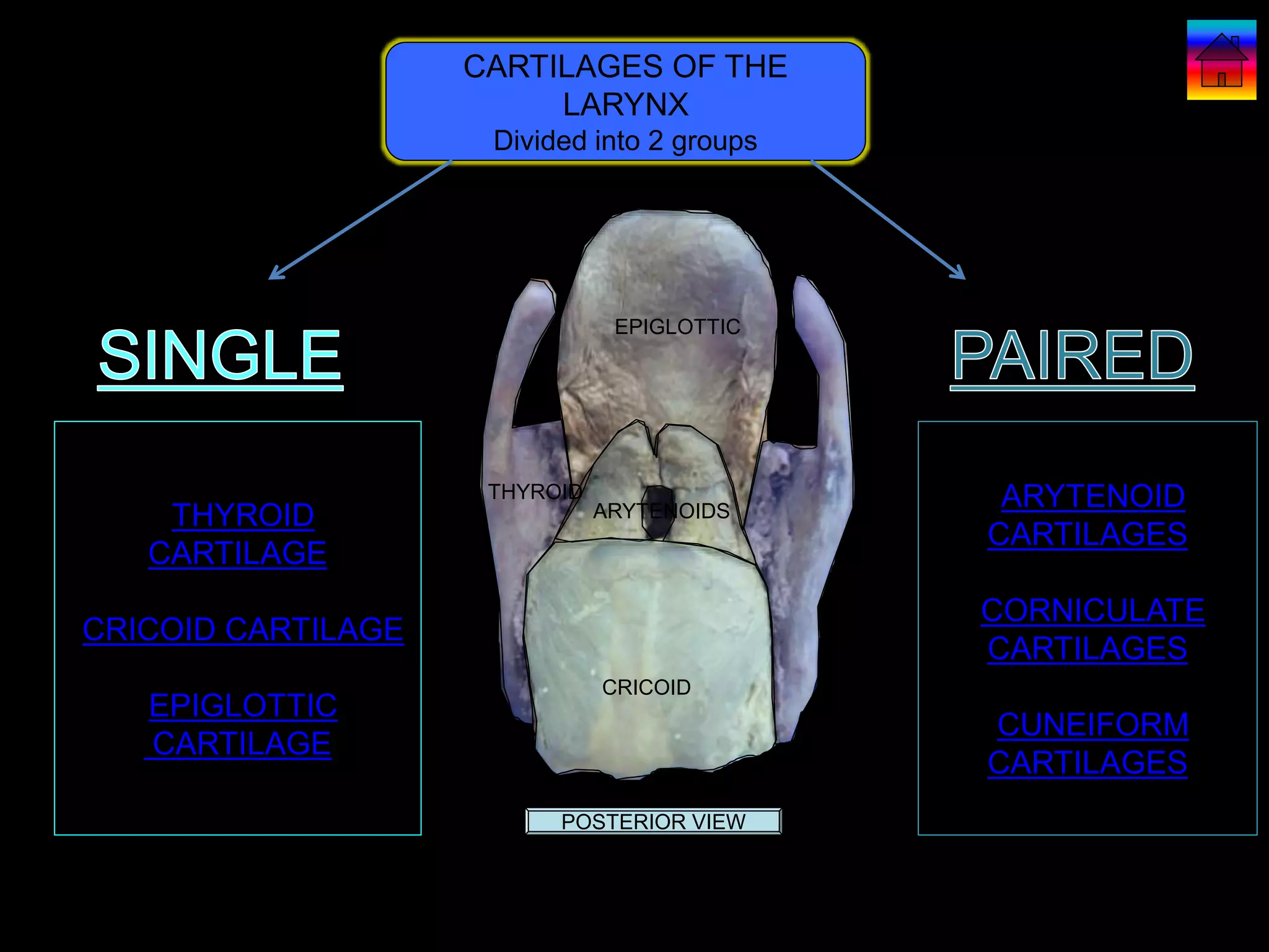 "Learning the Larynx" | PPTX
