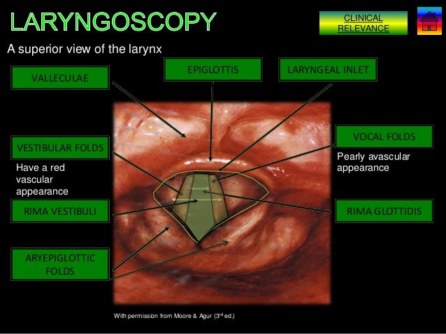 "Learning the Larynx"
