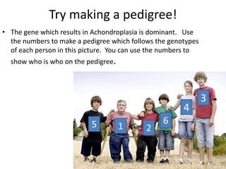 Learning about pedigrees | PPTX