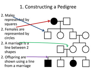 Learning about pedigrees | PPTX