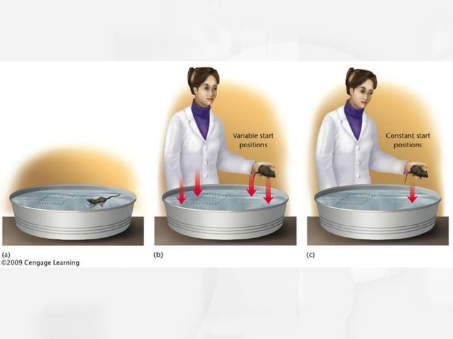 learning and memory lecture.ppt | Brain and Nervous System Disorders | Diseases and Conditions
