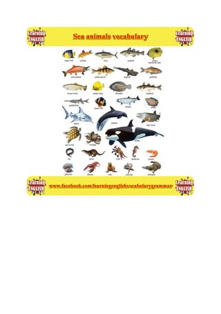 Learning basic English - basics of English lessons | PDF