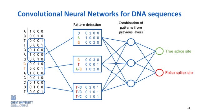 Learning biologically relevant features using convolutional neural networks for dna sequence ...