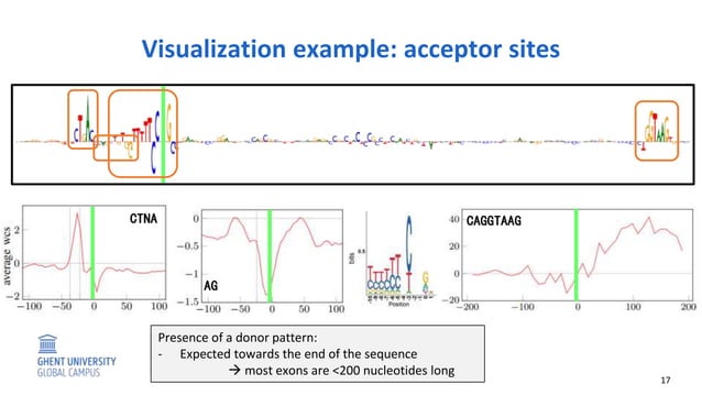 Learning biologically relevant features using convolutional neural networks for dna sequence ...