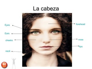 Learning Body Parts In Spanish | PPT