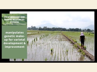 It’s fun to Learn the Science Behind Crops | PDF