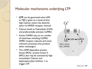Learning induces long term potentiation in the hippocampus by mudassar.pptx