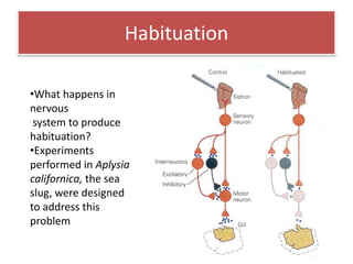 Neuroscience of Learning & memory | PPTX
