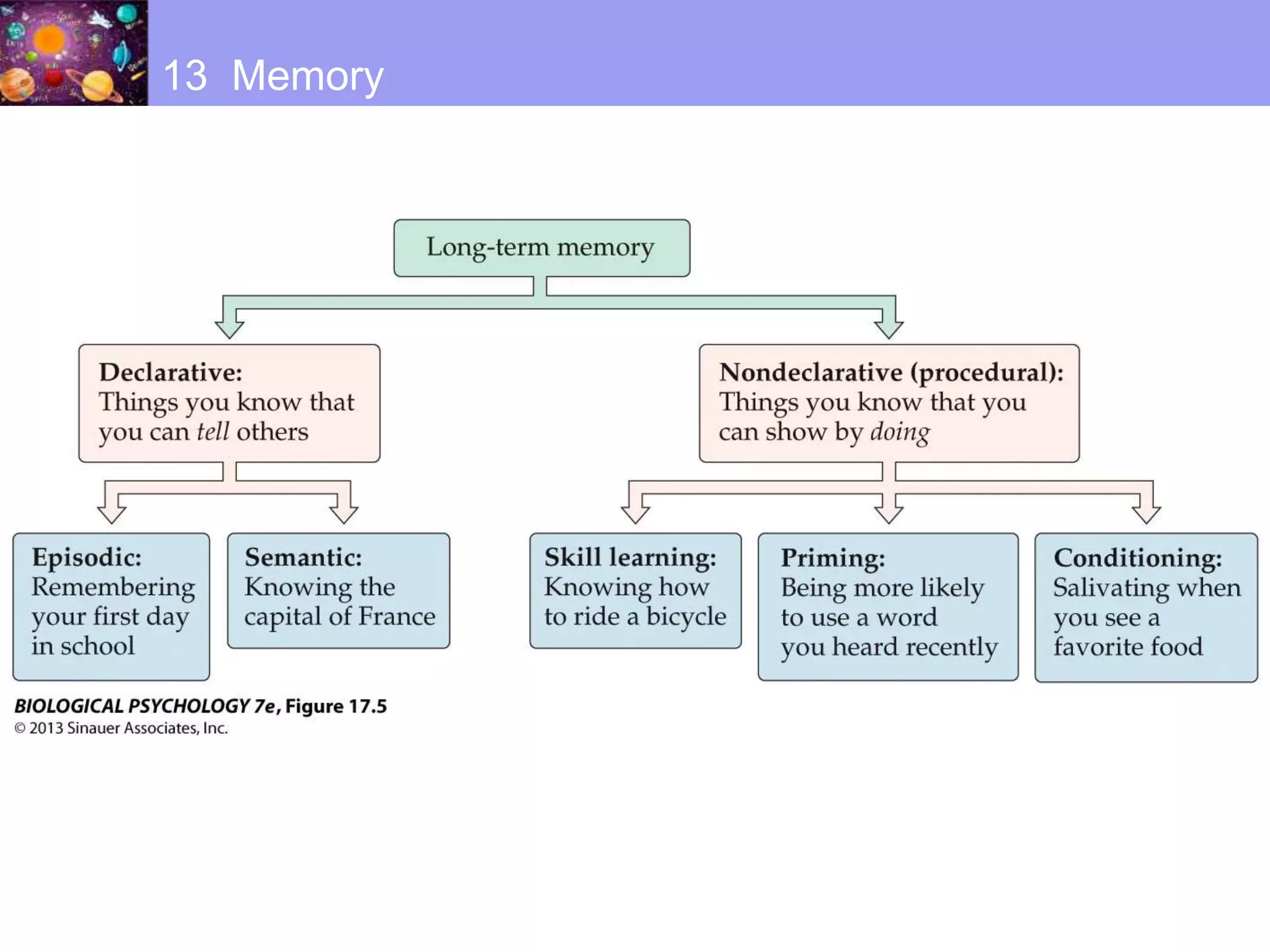 Biological Psychology: Learning & Memory | PPT